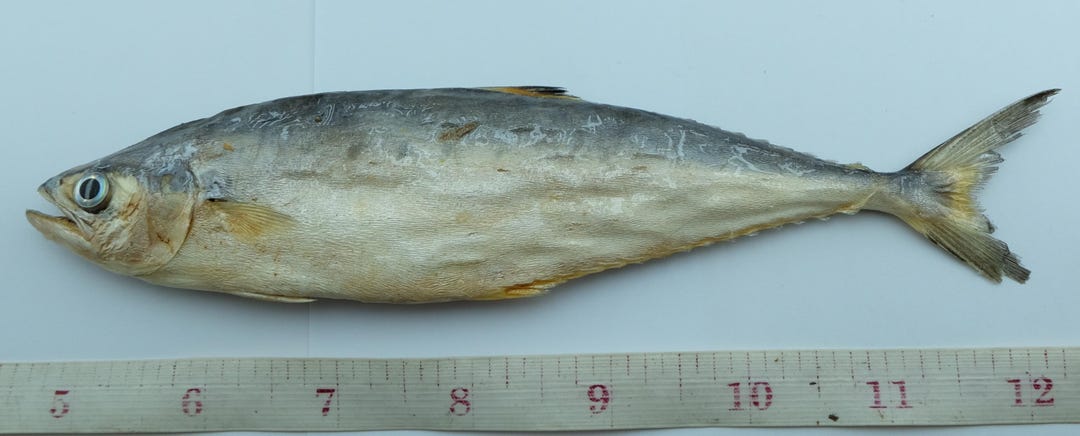 Grey Mackerel Scomberomorus Semifasciatus Fish Taxidermy Oddities - Etsy