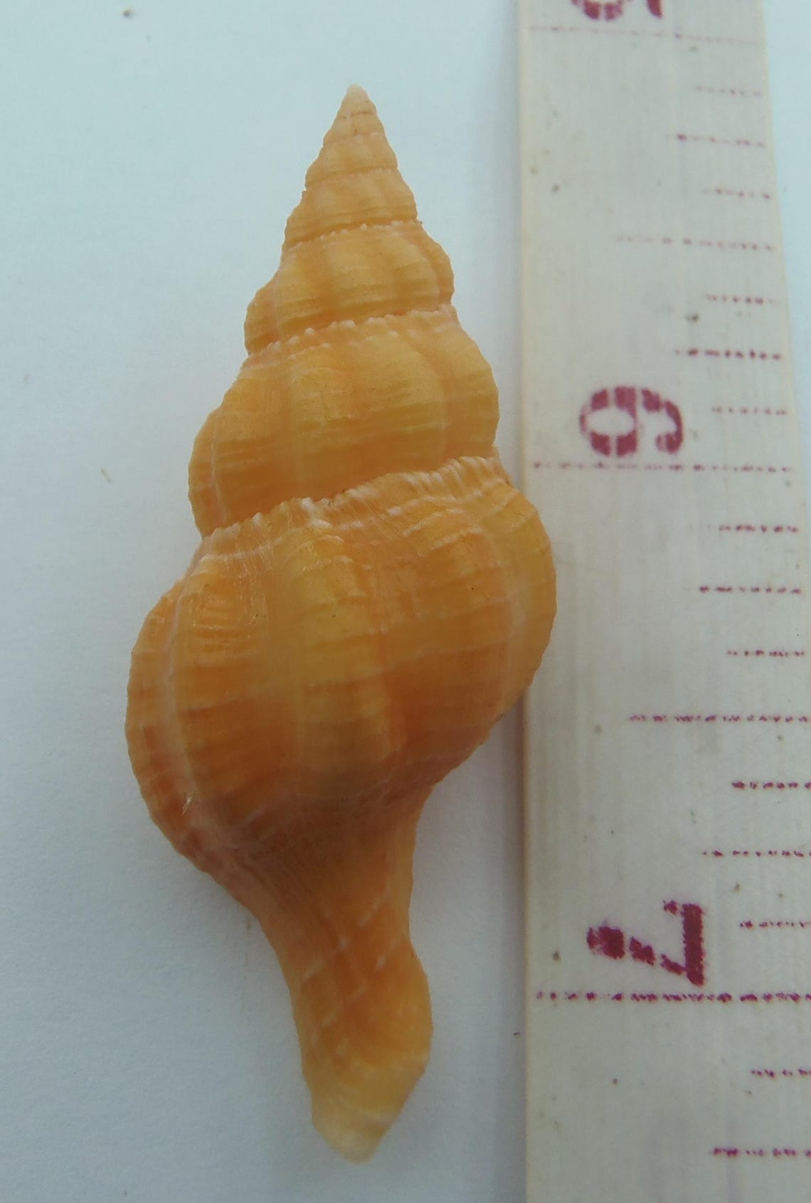 Seashells Spindle Snails Fusolatirus Paetelianus - Etsy