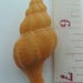 Seashells Spindle Snails Fusolatirus Paetelianus - Etsy