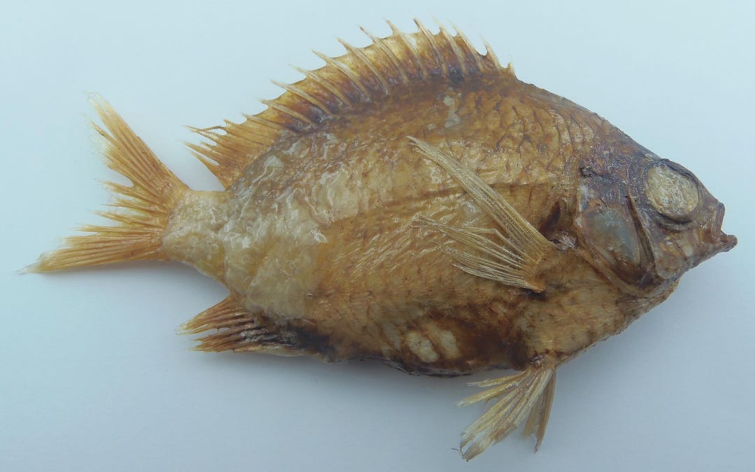 Yellow Chromis Chromis Analis Fish Taxidermy Oddities - Etsy