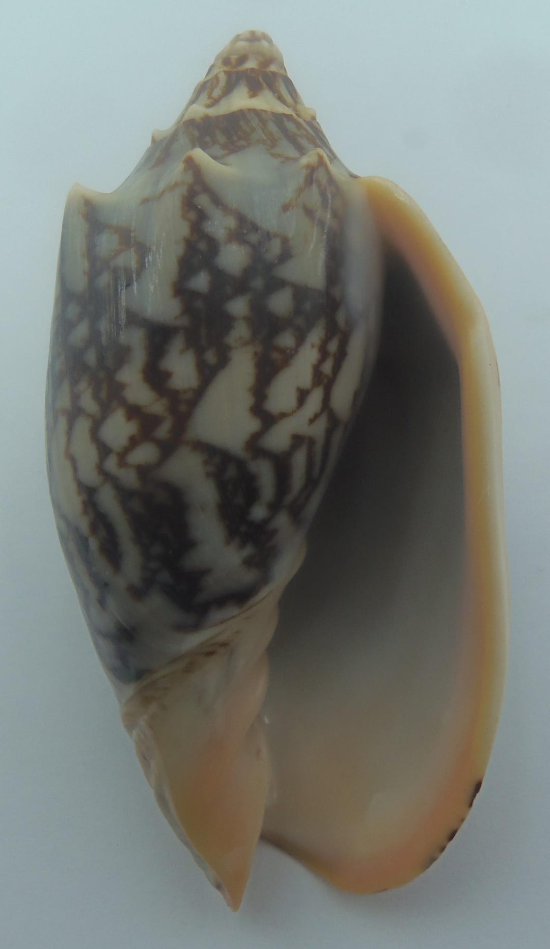 Seashells Bat Volute Cymbiola Vespertilio - Etsy