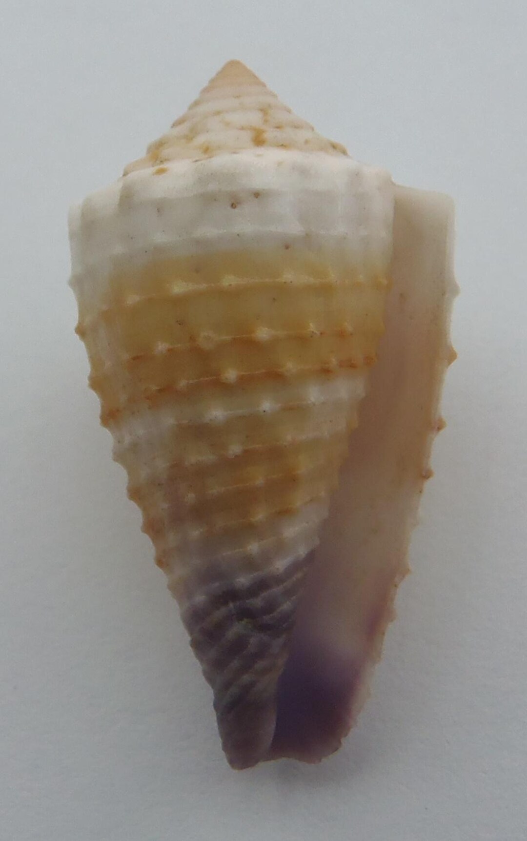 Seashells Cone Snails Conus Floridulus - Etsy