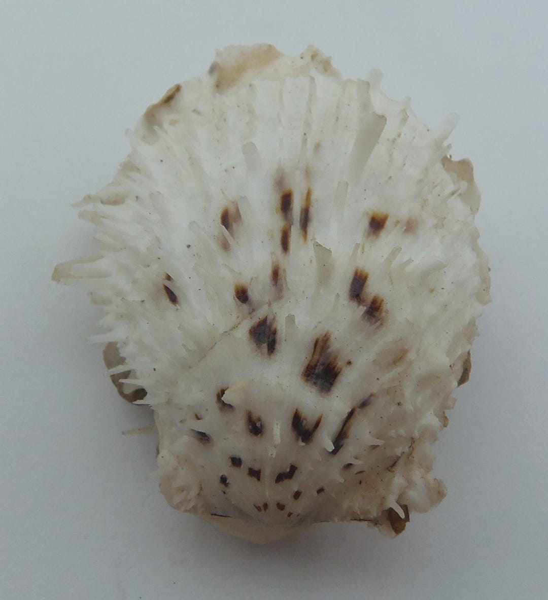 Seashells Thorny Oyster Spondylus Nicobaricus F. Ciliatus - Etsy
