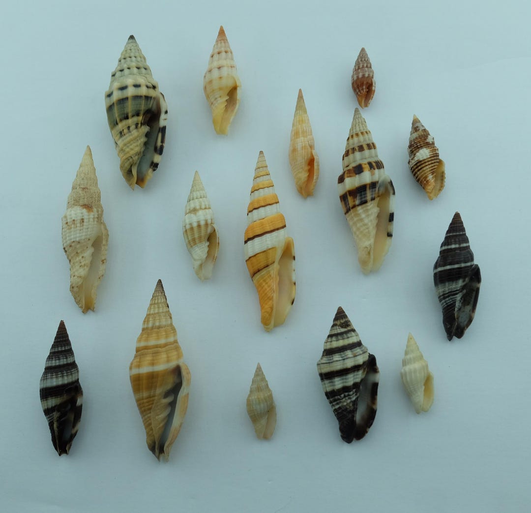 Philippine Ribbed Miter Shells Assorted Costelariidae Shells Oddities ...