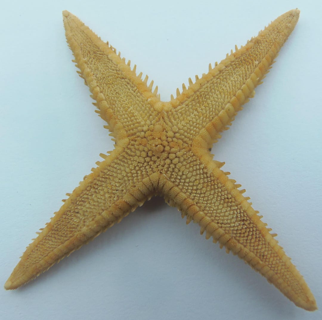 Echinoderms Sand Sifting Star Archaster Typicus Taxidermy Oddities - Etsy