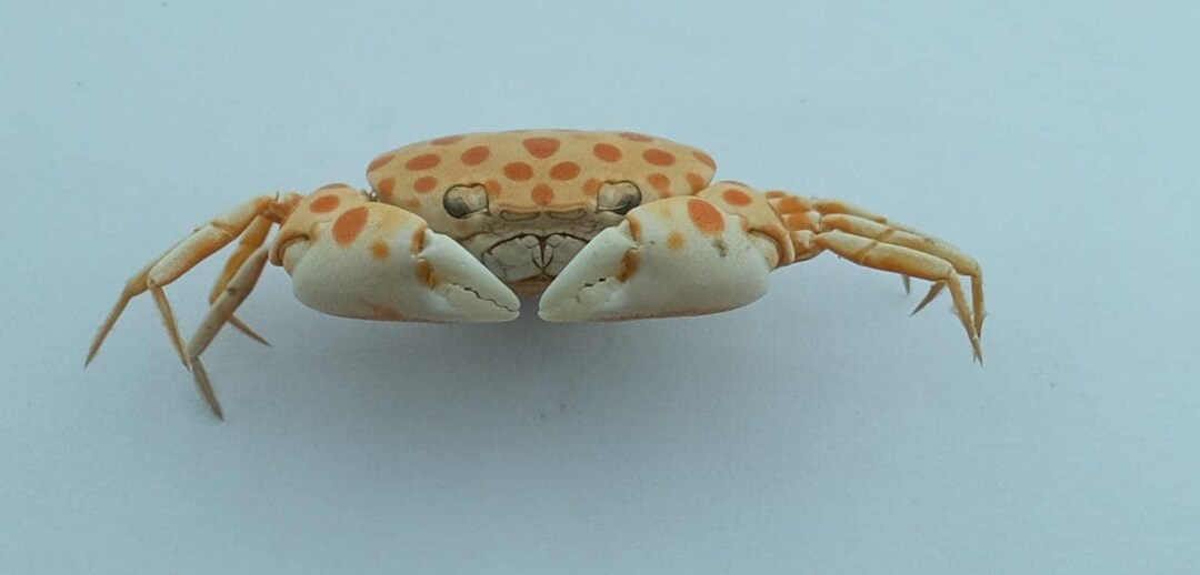 Preserved Crab Specimen Xanthid Crab Liagore Rubromaculata Marine ...