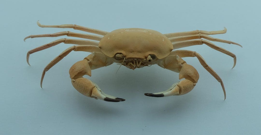 Preserved Crab Specimen Crab Thyraplax Crosnieri Marine Taxidermy ...