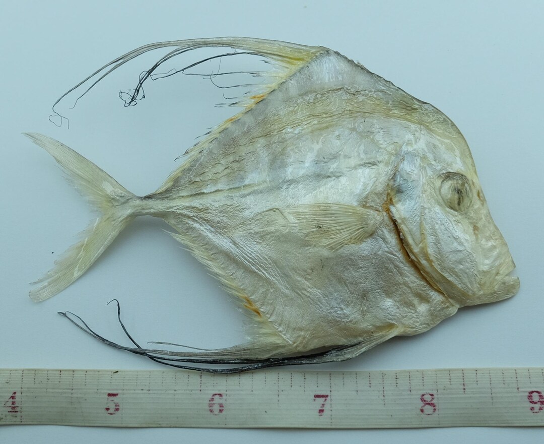 Diamond Trevally Alectis Indica Fish Taxidermy Oddities - Etsy