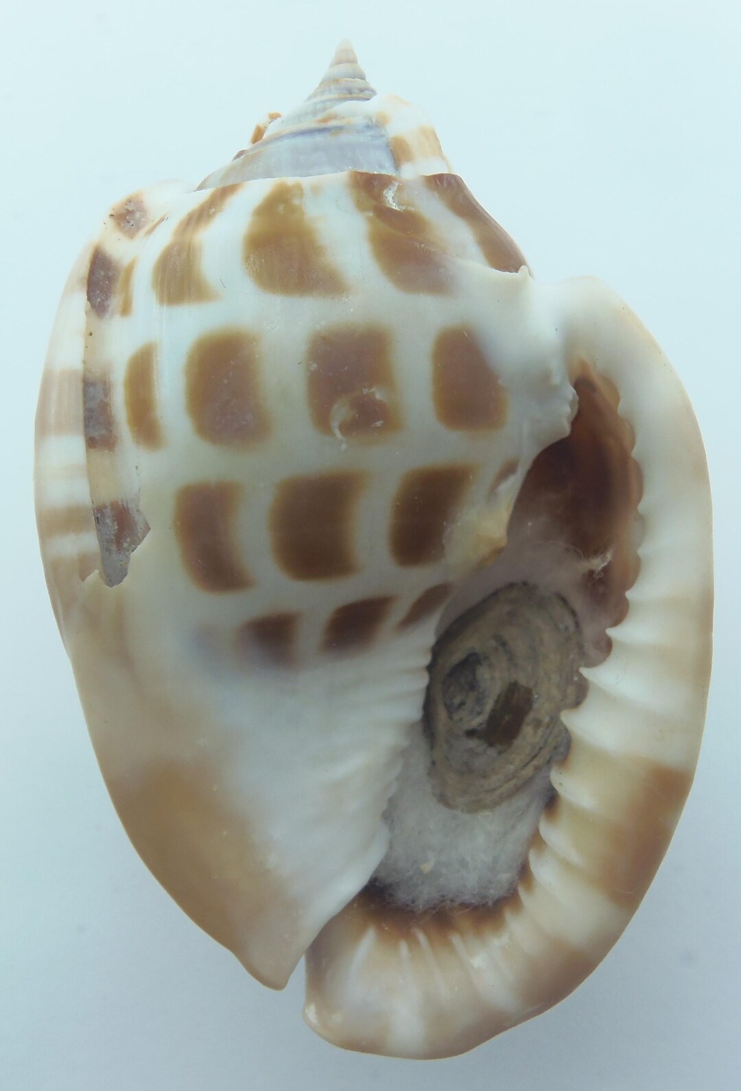 Seashells Checkerboard Bonnet Phalium Areola - Etsy