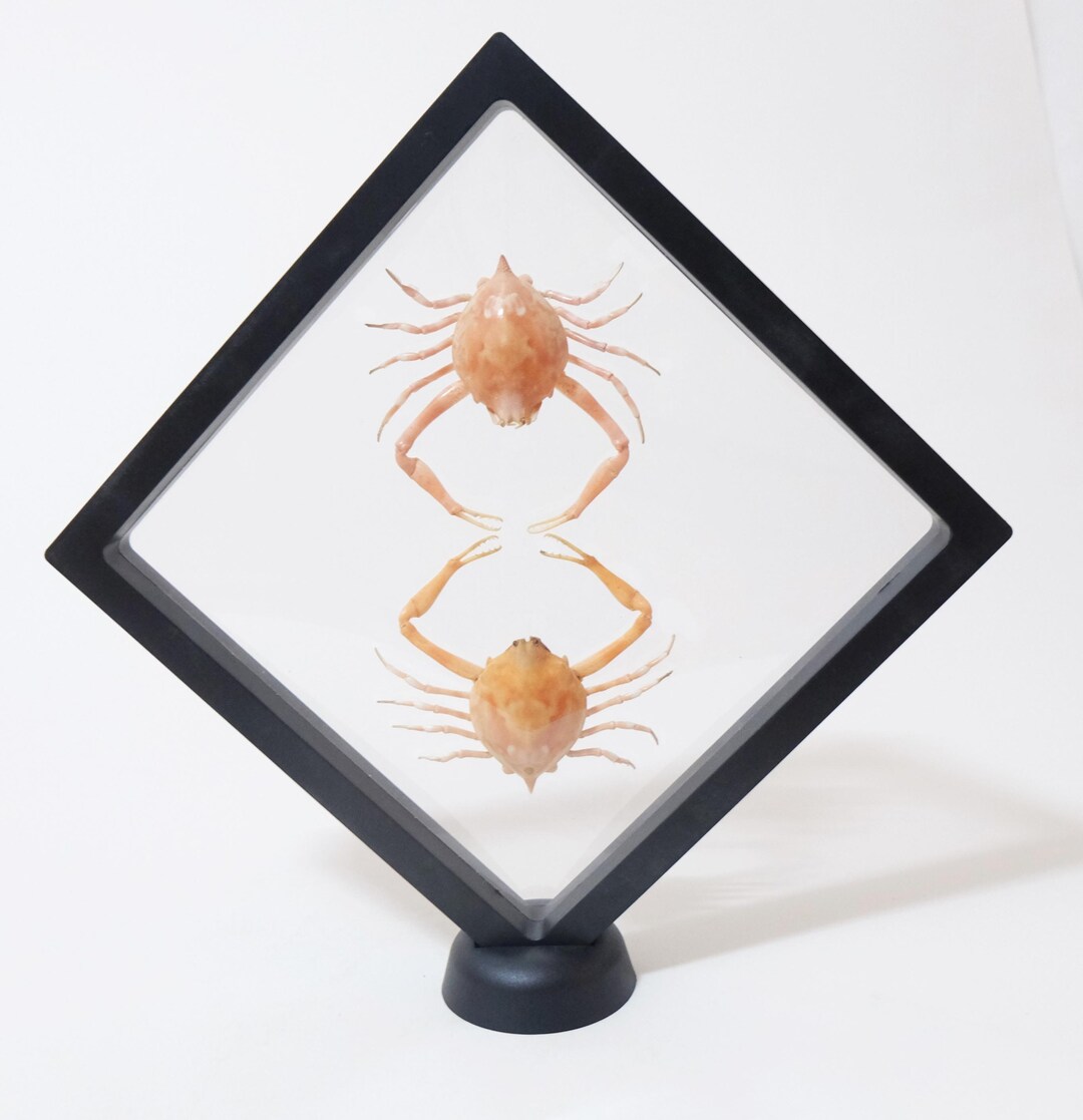 Preserved Crab Specimen Peeble Crab Myra Grandis Marine Taxidermy ...