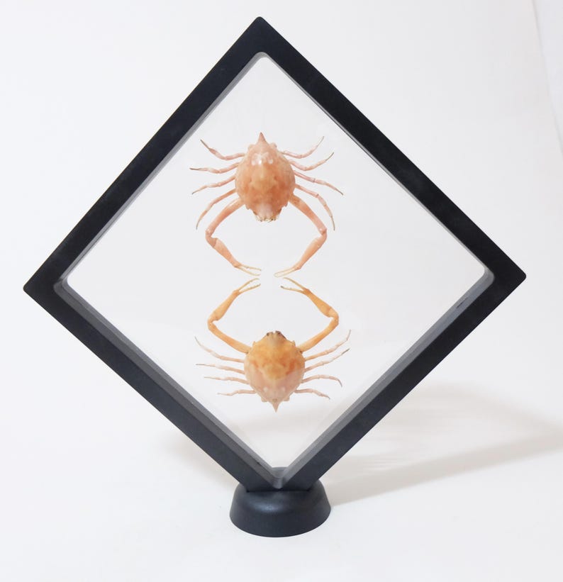 Preserved Crab Specimen Peeble Crab Myra Grandis Marine Taxidermy ...
