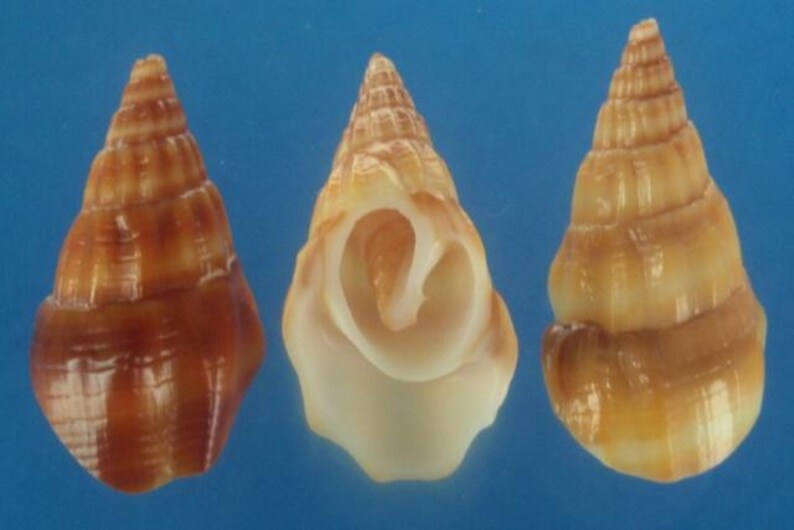 Craftshells Marineros San Valentín Zorrito Mitra Vexillum vulpecula ...