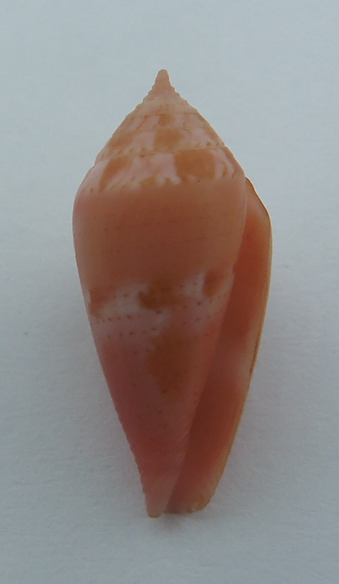 Seashells Cone Snails Conus Corallinus - Etsy