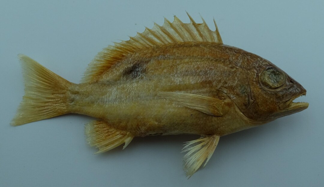 Bluestripe Snapper Lutjanus Kasmira Fish Taxidermy Oddities - Etsy