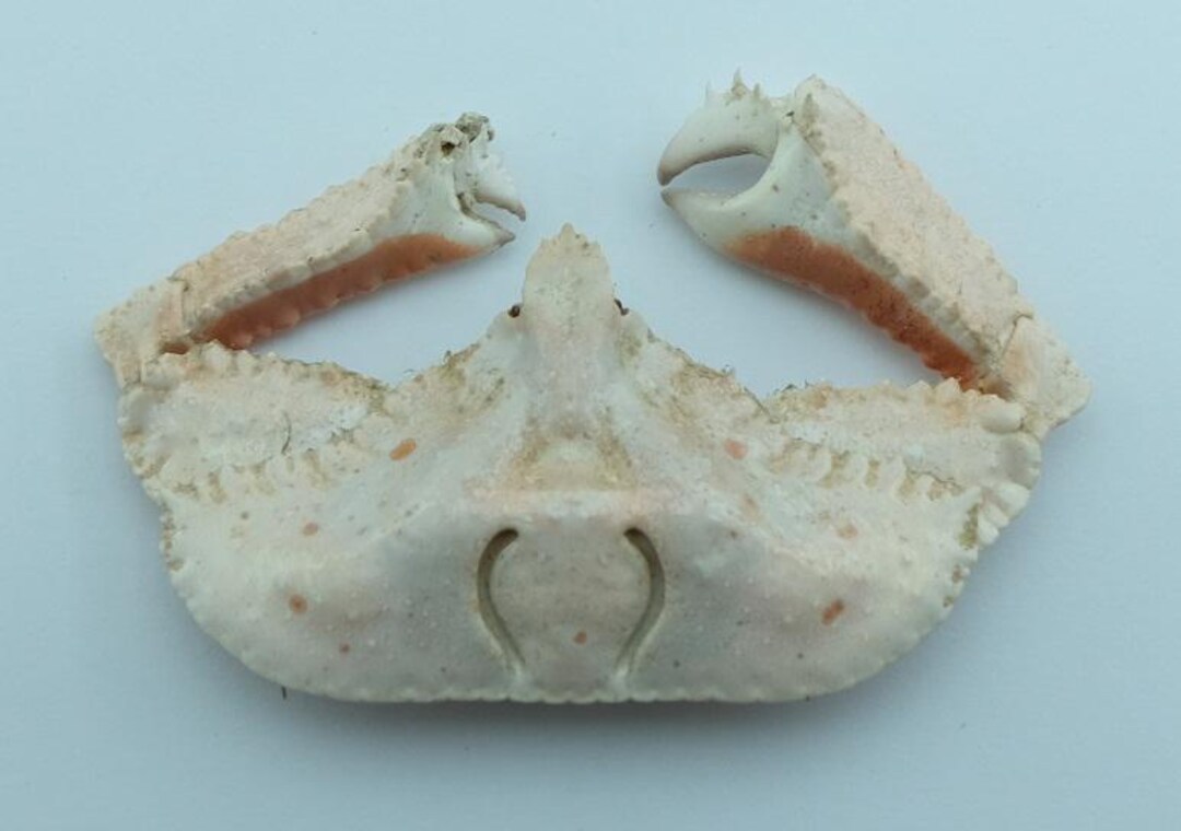 Preserved Crab Specimen Dorsal Elbow Crab Cryptopodia Dorsalis Marine ...