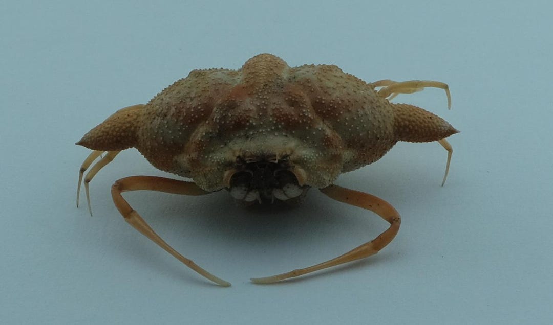 Peeble Crab Ixa Edwardsii Crab Taxidermy Oddities - Etsy