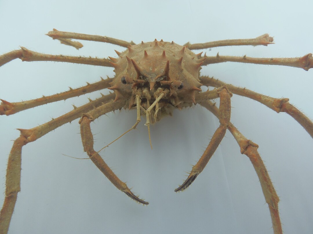 Crab Moloha Majora Crab Taxidermy Oddities - Etsy