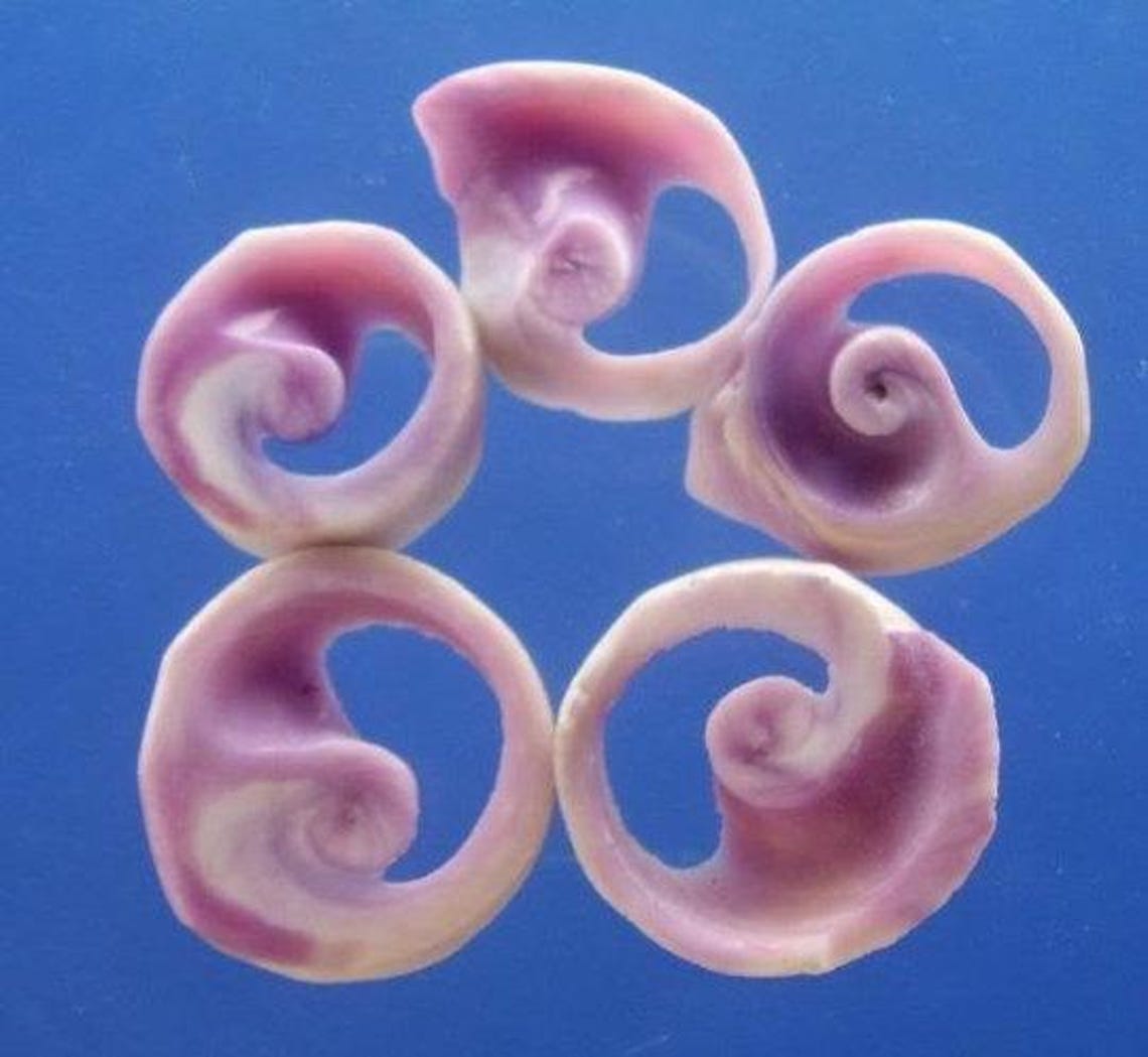 Seashells Supplies for Crafts DIY Jewelry, Resin Coastal Ocean Decor ...
