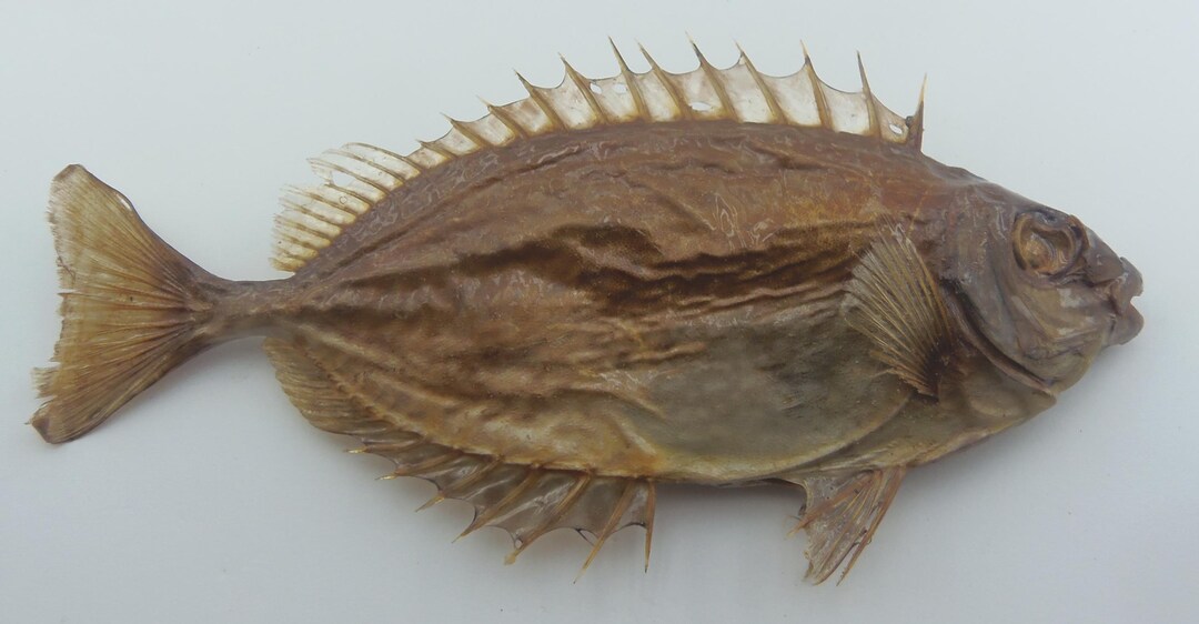 Little Spinefoot Siganus Spinus Fish Taxidermy Oddities - Etsy