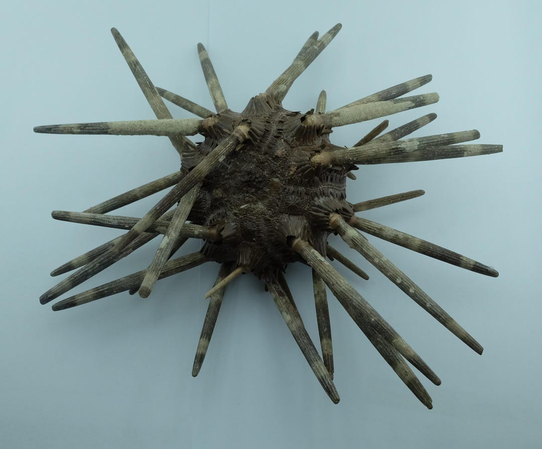 Echinoderms Sea Urchin Phyllacanthus Forcipulatus W/ Spine Taxidermy ...