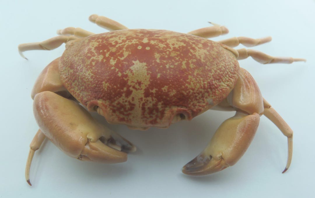 Red Reef Crab Atergatis Subdentatus Crab Taxidermy Oddities - Etsy