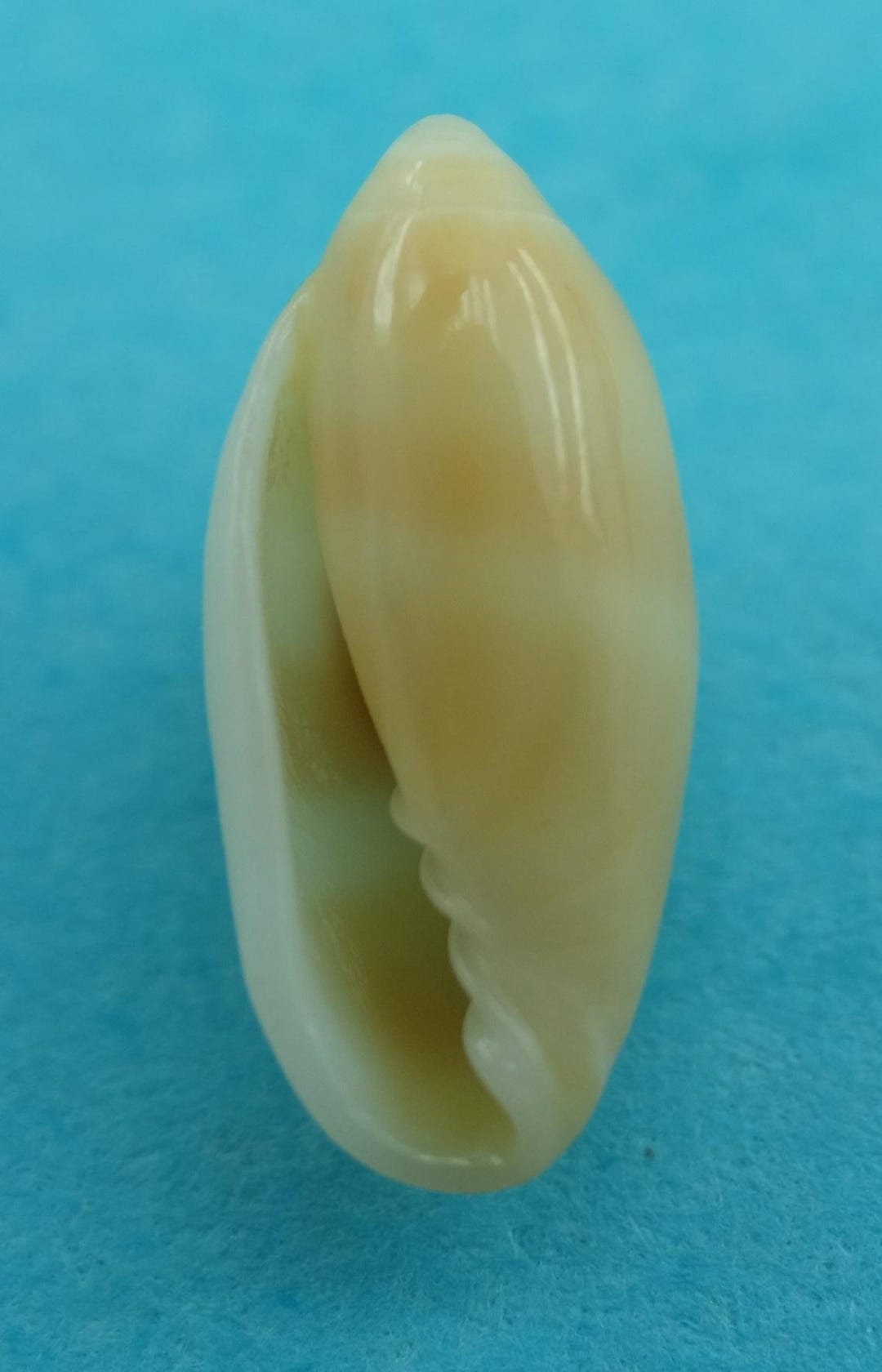 Seashells Rice Shells Volvarina Philippinarum Sinistral - Etsy