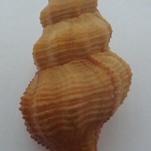 Seashells Spindle Snails Fusolatirus Sarinae - Etsy