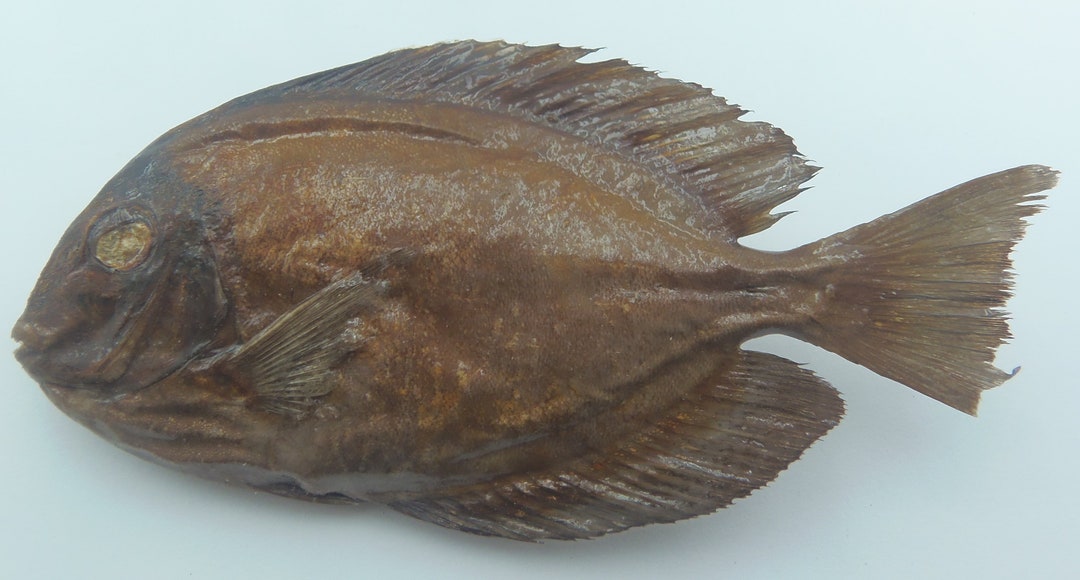 Brown Surgeonfish Acanthurus Mata Fish Taxidermy Oddities - Etsy