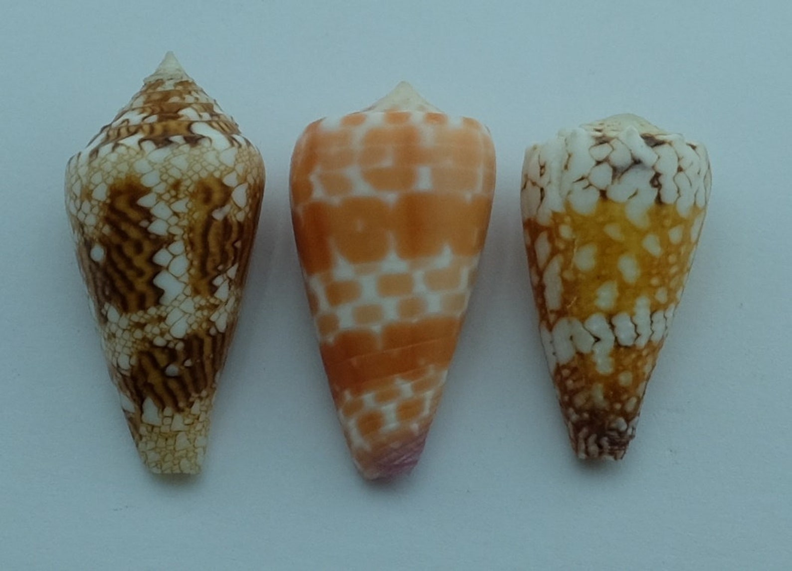 Philippine Cone Shells Assorted Cone Crabs Oddities Taxidermy - Etsy