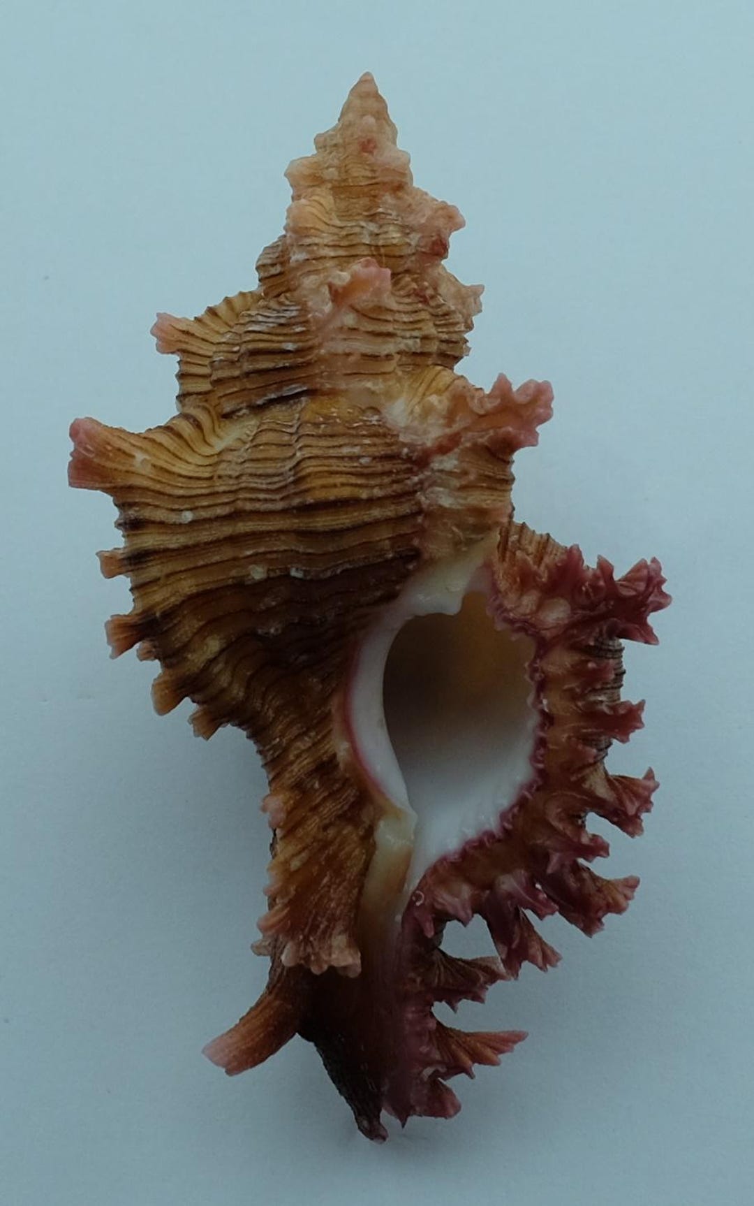Seashells Firebrand Murex Chicoreus Saulii - Etsy