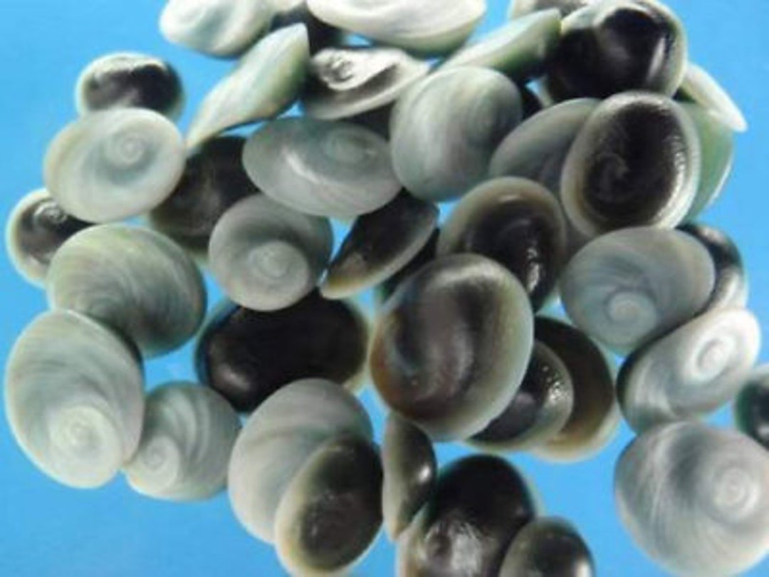 Craftshells Sailors Valentine Spurred Turban Astralium Calcar Operculum ...