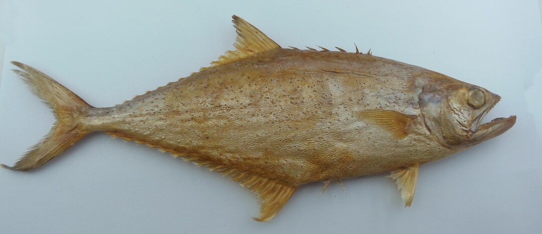 Barred Queenfish Scomberoides Tala Fish Taxidermy Oddities - Etsy