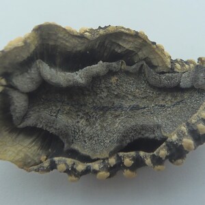 Seashells Varicose Phyllid Nudibranchs Phyllidia Varicosa - Etsy