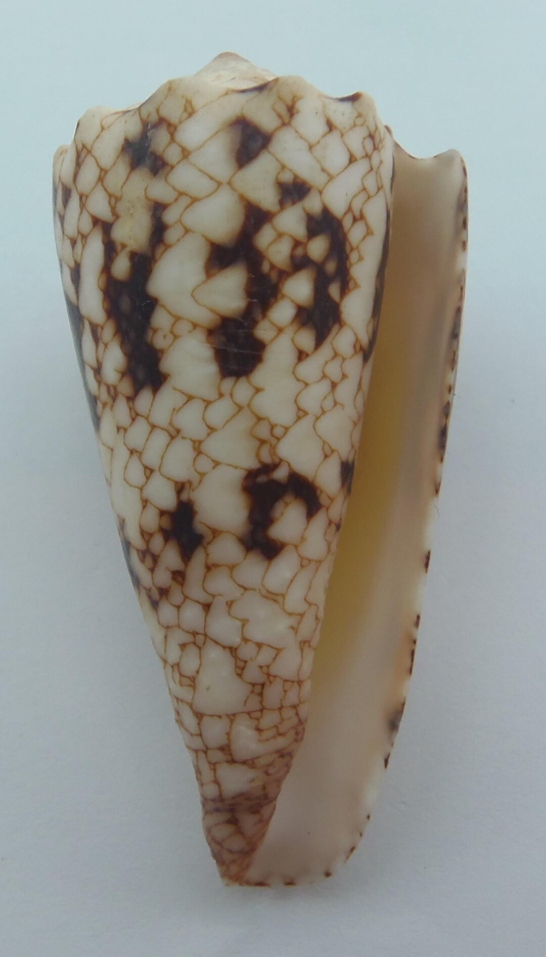 Seashells Cone Snails Conus Araneosus Nicobaricus - Etsy