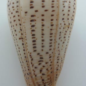 Seashells Surat Cone Conus Suratensis - Etsy