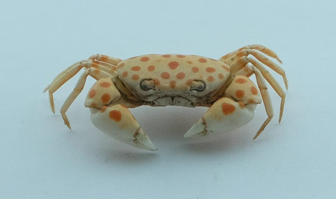 Preserved Crab Specimen Xanthid Crab Liagore Rubromaculata Marine ...