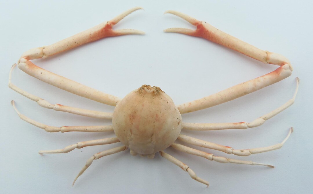 Preserved Crab Specimen Pebble Crab Randallia Eburnea Marine Taxidermy ...