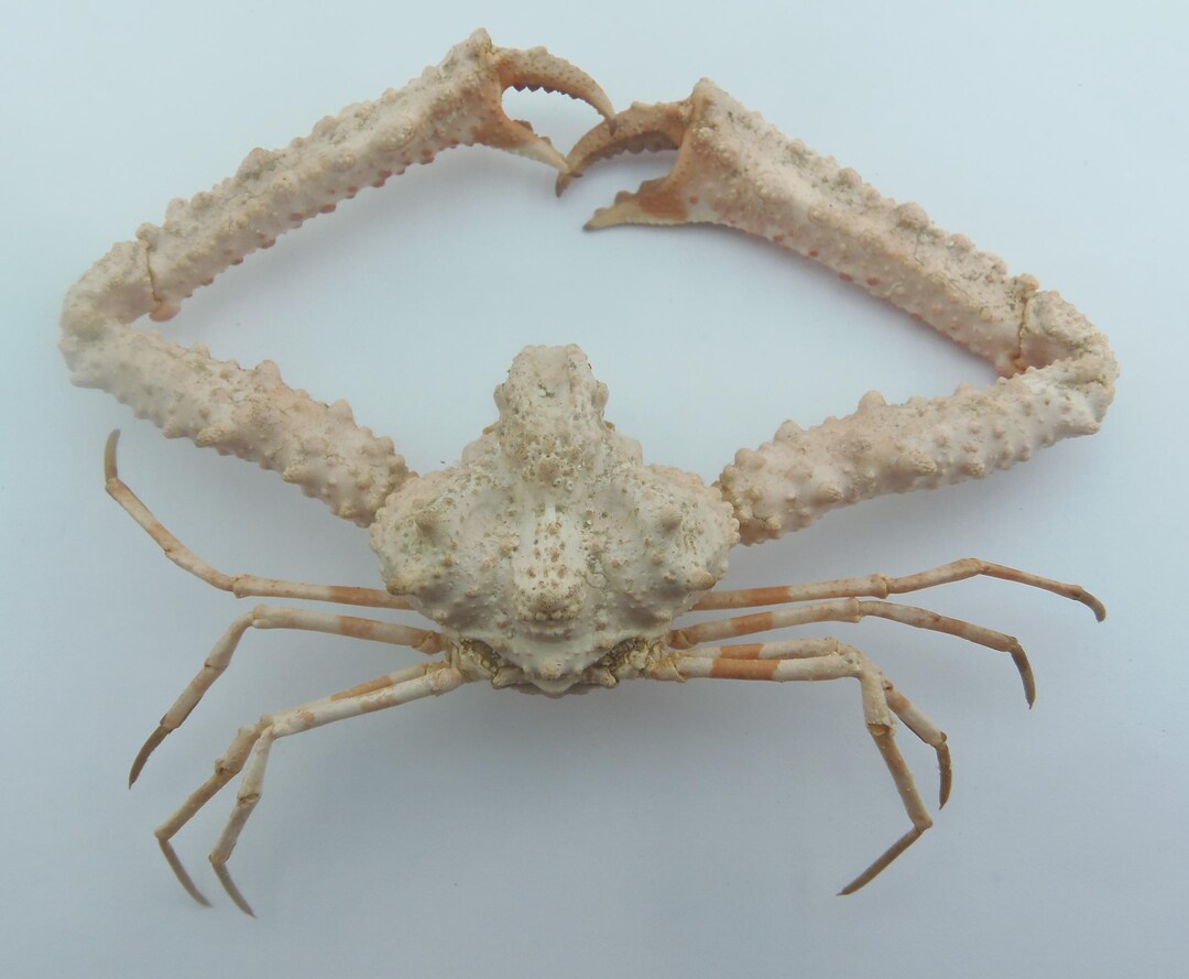 Preserved Crab Specimen Elbow Crab Rhinolambrus Lippus Marine Taxidermy ...