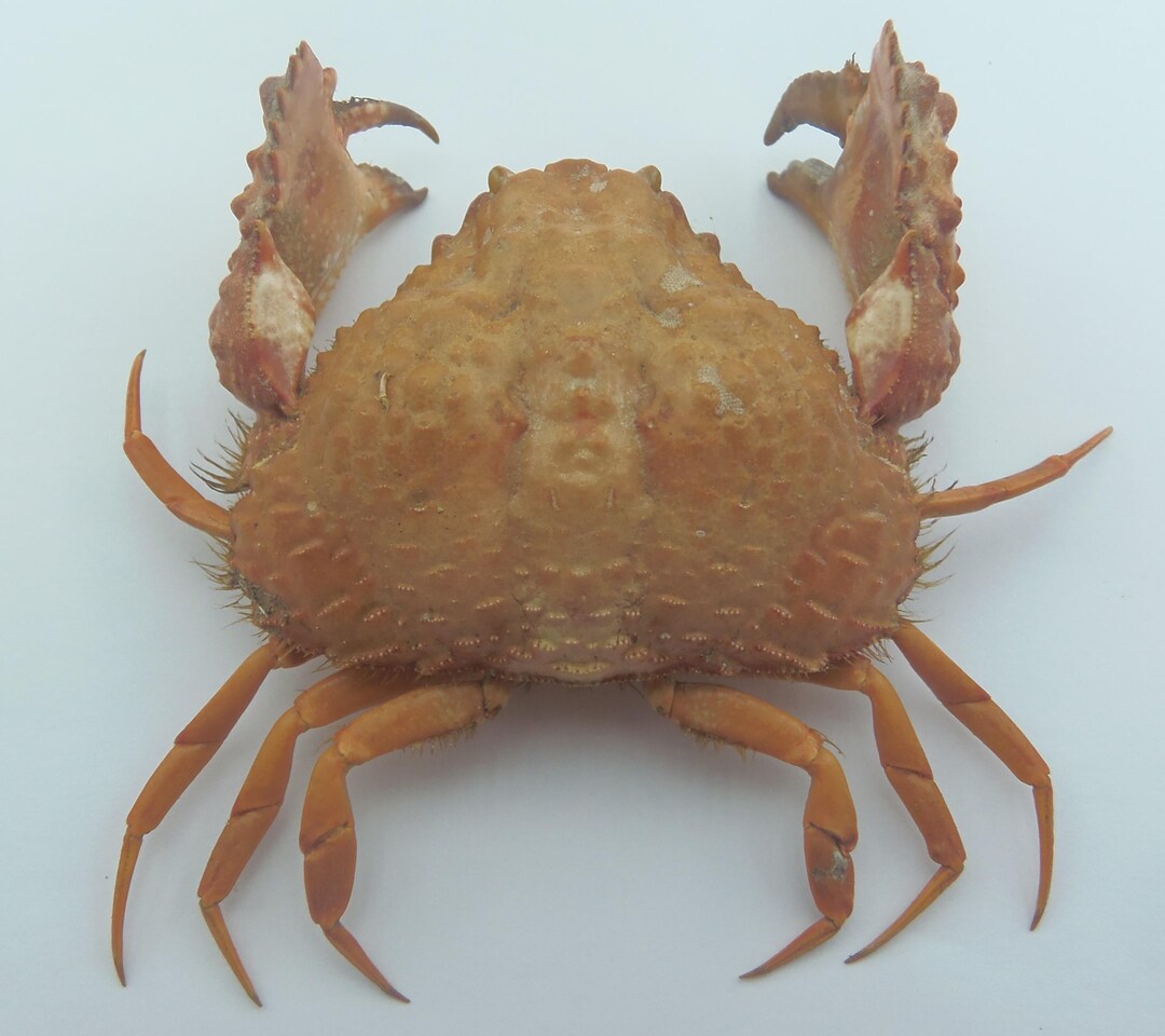 Preserved Crab Specimen Lumpy Box Crab Calappa Gallus Marine Taxidermy ...