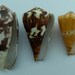 Philippine Cone Shells Assorted Cone Crabs Oddities Taxidermy - Etsy