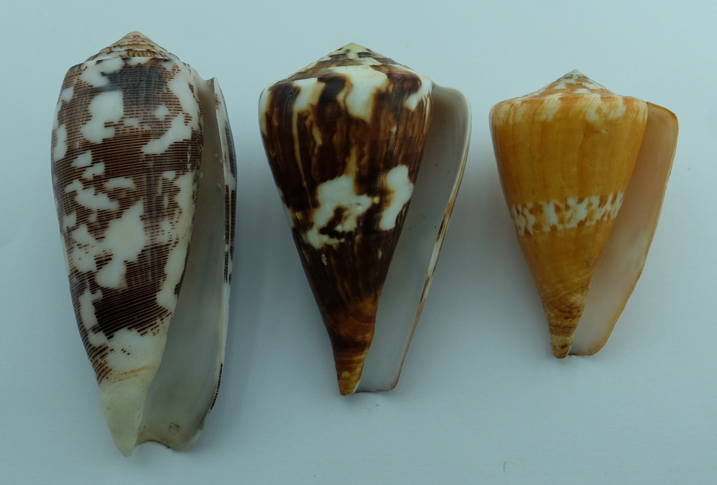 Philippine Cone Shells Assorted Cone Crabs Oddities Taxidermy - Etsy