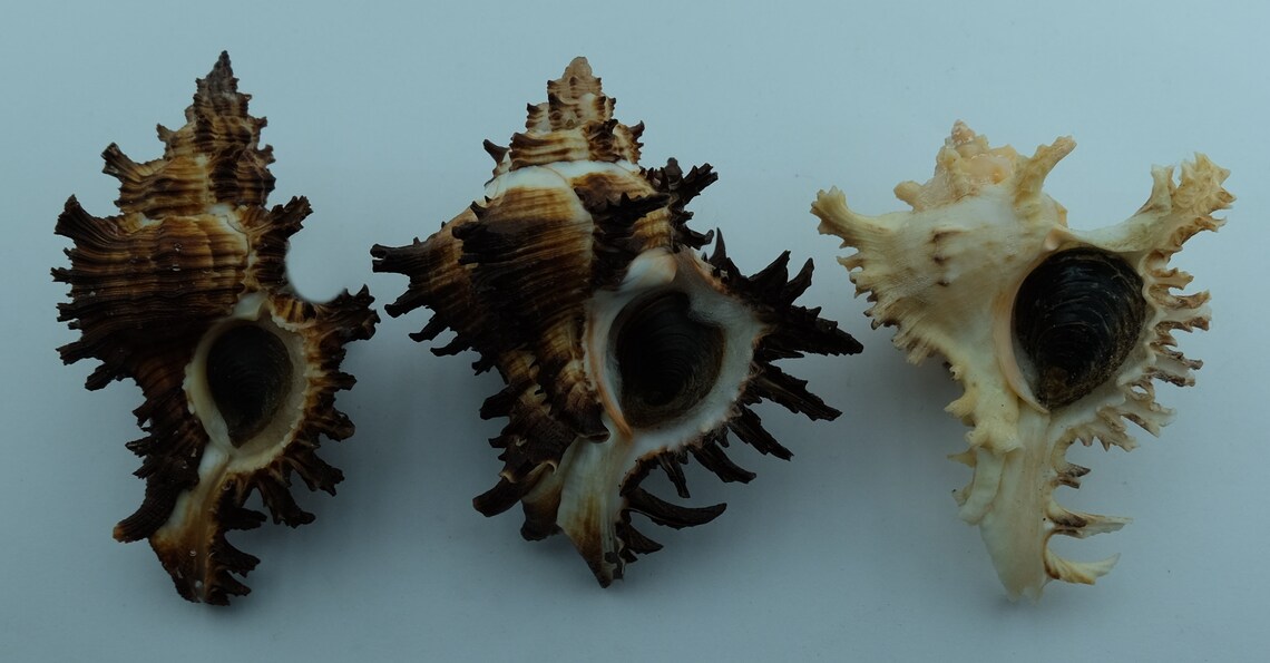 Philippine Murex Shells Assorted Murex Shells Oddities Taxidermy - Etsy