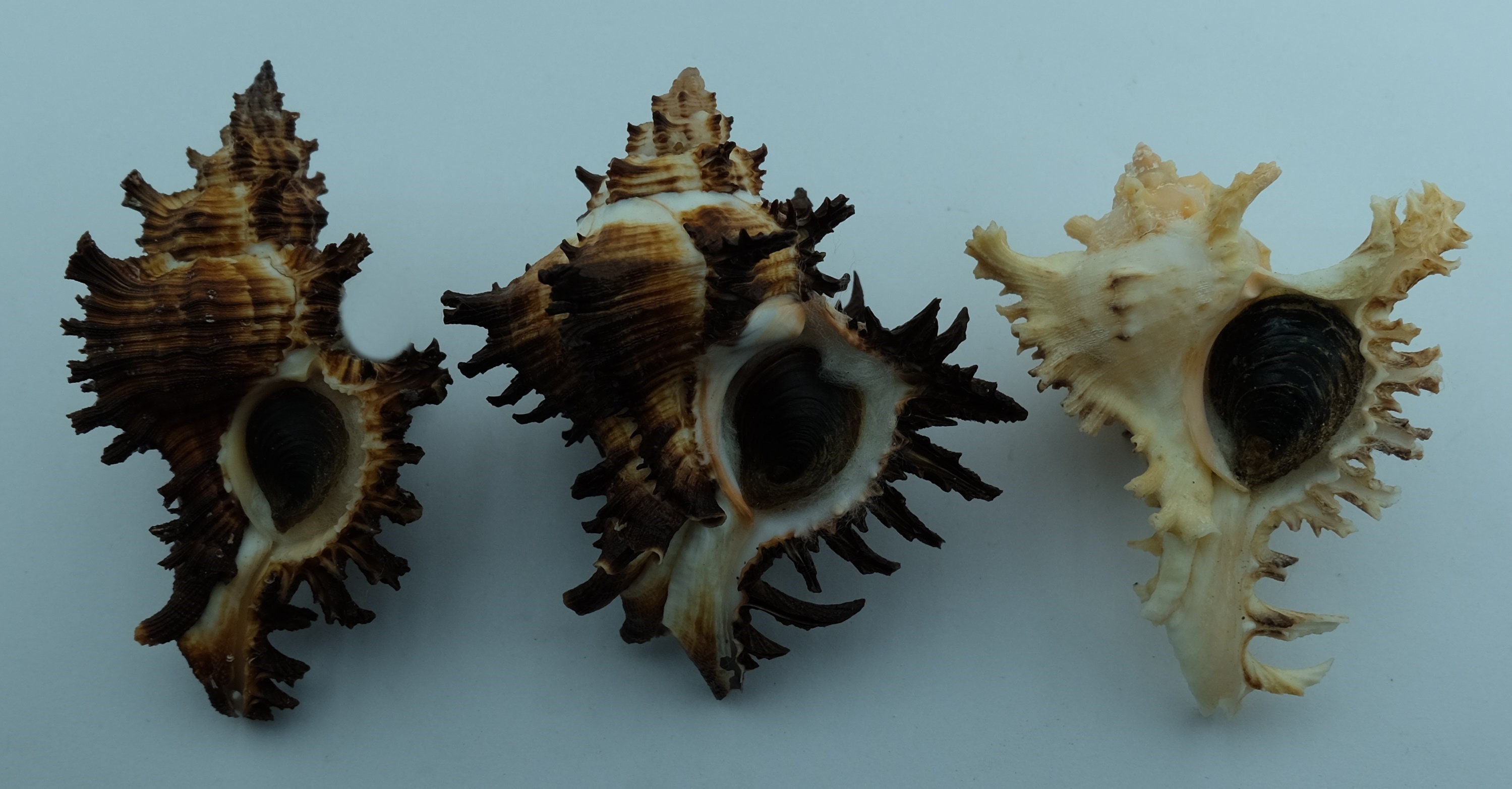 Philippine Murex Shells Assorted Murex Shells Oddities Taxidermy - Etsy