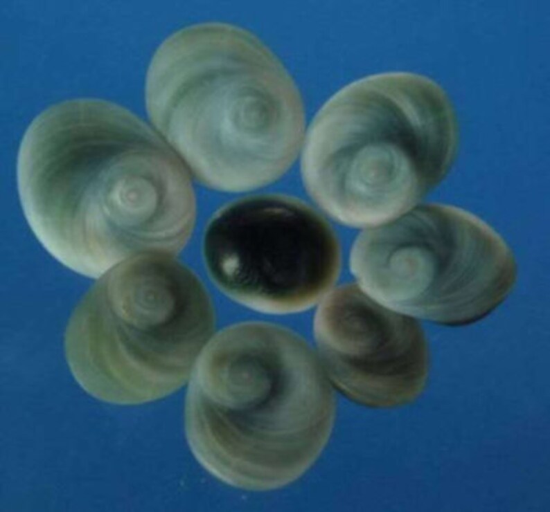 Craftshells Sailors Valentine Spurred Turban Astralium Calcar Operculum ...