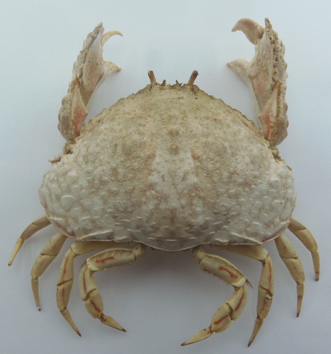 Hepatic Box Crab Calappa Hepatica Crab Taxidermy Oddities - Etsy