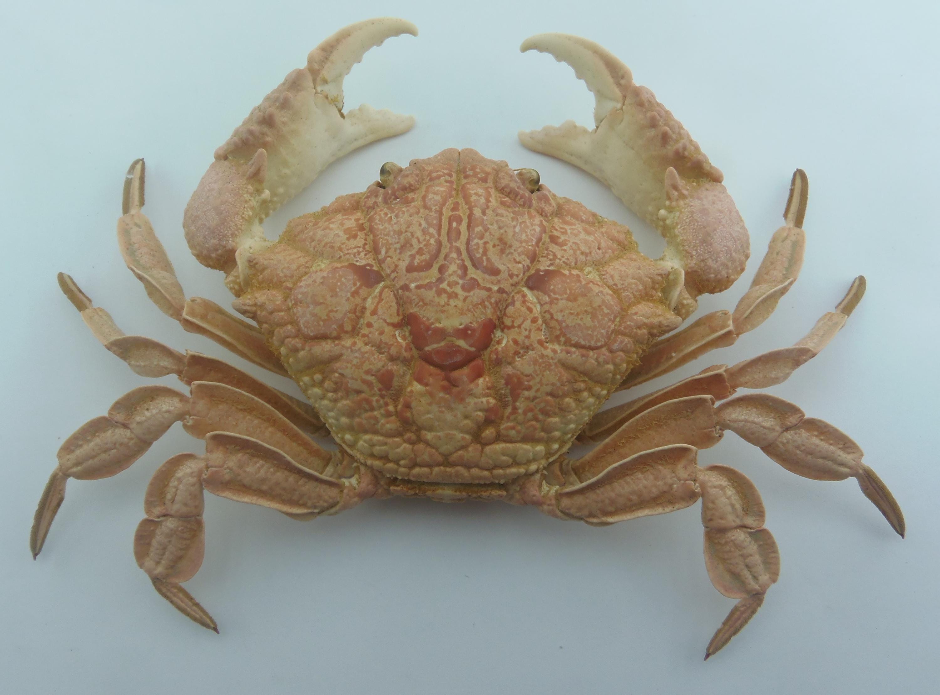 Preserved Crab Specimen Xanthid Crab Demania Cultripes Marine Taxidermy ...