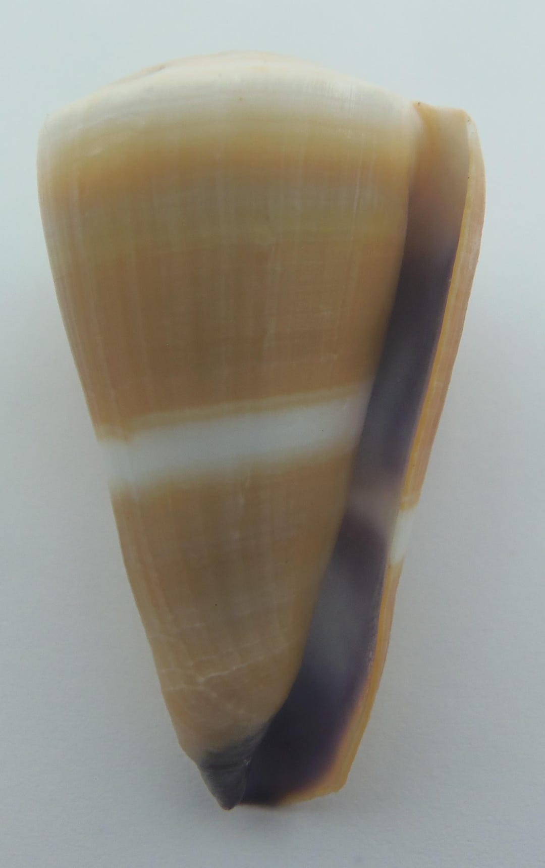 Seashells Flavid Pacific Cone Conus Flavidus - Etsy