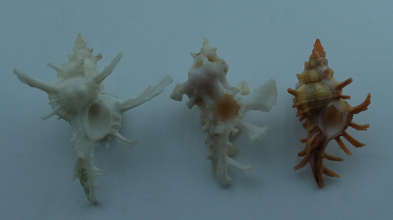 Philippine Murex Shells Assorted Murex Shells Oddities Taxidermy - Etsy