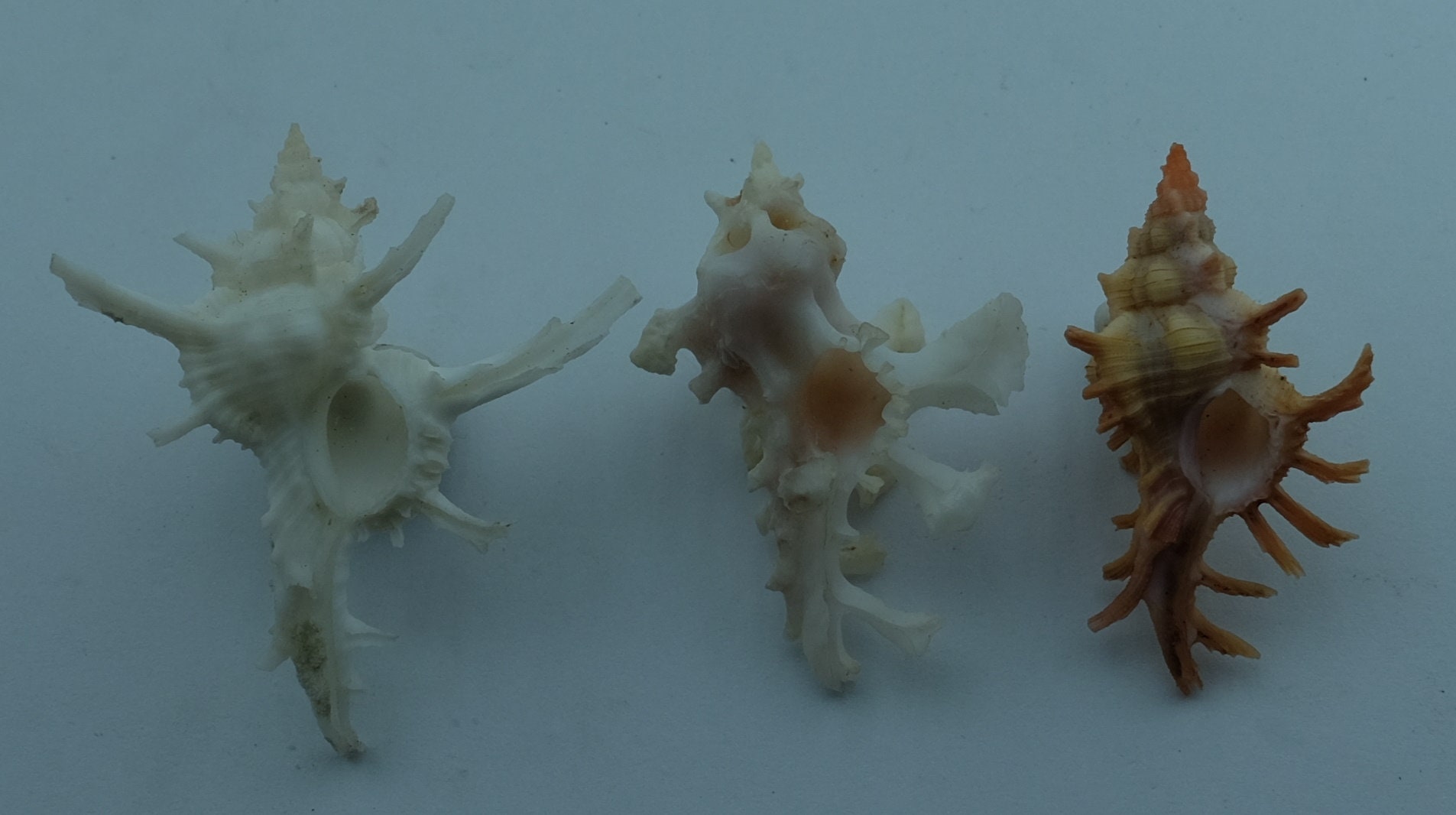 Philippine Murex Shells Assorted Murex Shells Oddities Taxidermy - Etsy