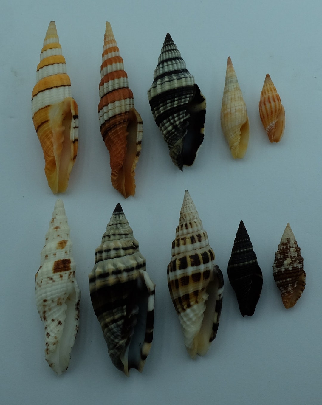 Philippine Ribbed Miter Shells Assorted Costelariidae Shells Oddities ...